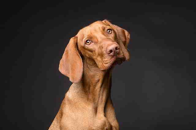 Comment occuper son chien en balade ? – Labrador Love Comment occuper son chien en balade ? – Labrador Love